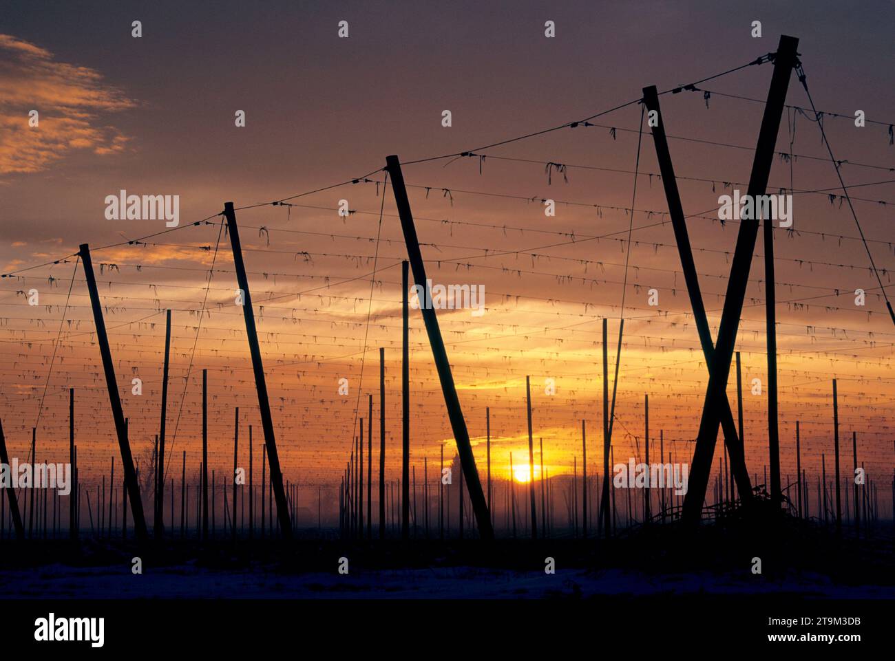 Hop poles hi-res stock photography and images - Alamy