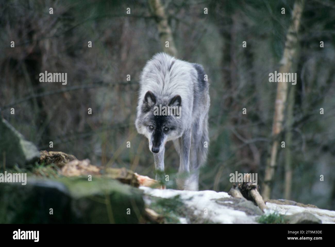 Gray wolf, Oregon Zoo, Washington Park, Portland, Oregon Stock Photo ...