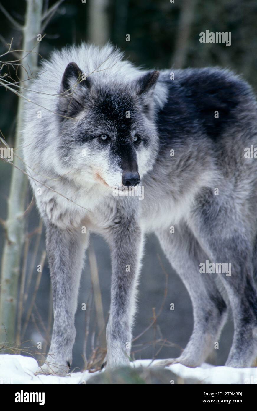 Gray wolf, Oregon Zoo, Washington Park, Portland, Oregon Stock Photo ...
