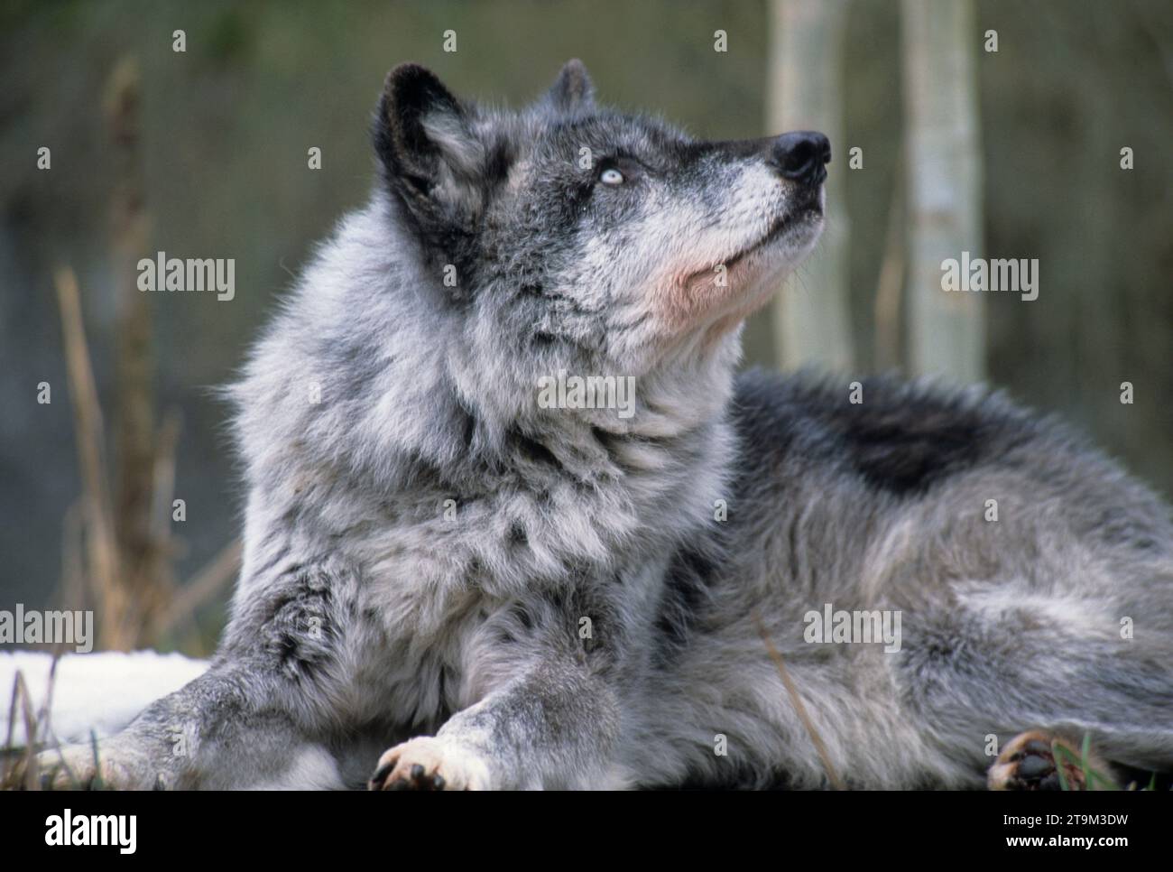 Gray wolf, Oregon Zoo, Washington Park, Portland, Oregon Stock Photo ...