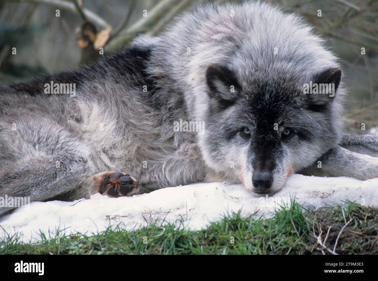 Gray wolf, Oregon Zoo, Washington Park, Portland, Oregon Stock Photo ...