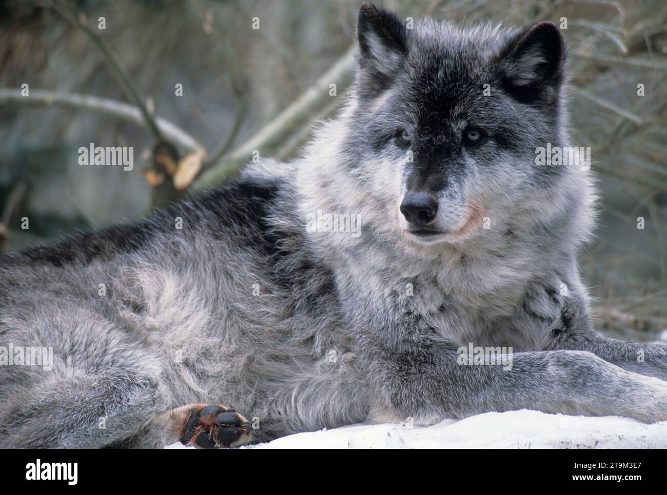 Gray wolf, Oregon Zoo, Washington Park, Portland, Oregon Stock Photo ...