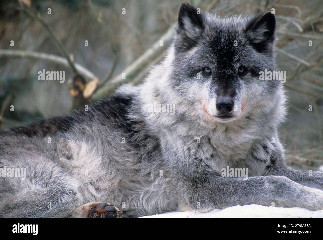 Gray wolf, Oregon Zoo, Washington Park, Portland, Oregon Stock Photo ...