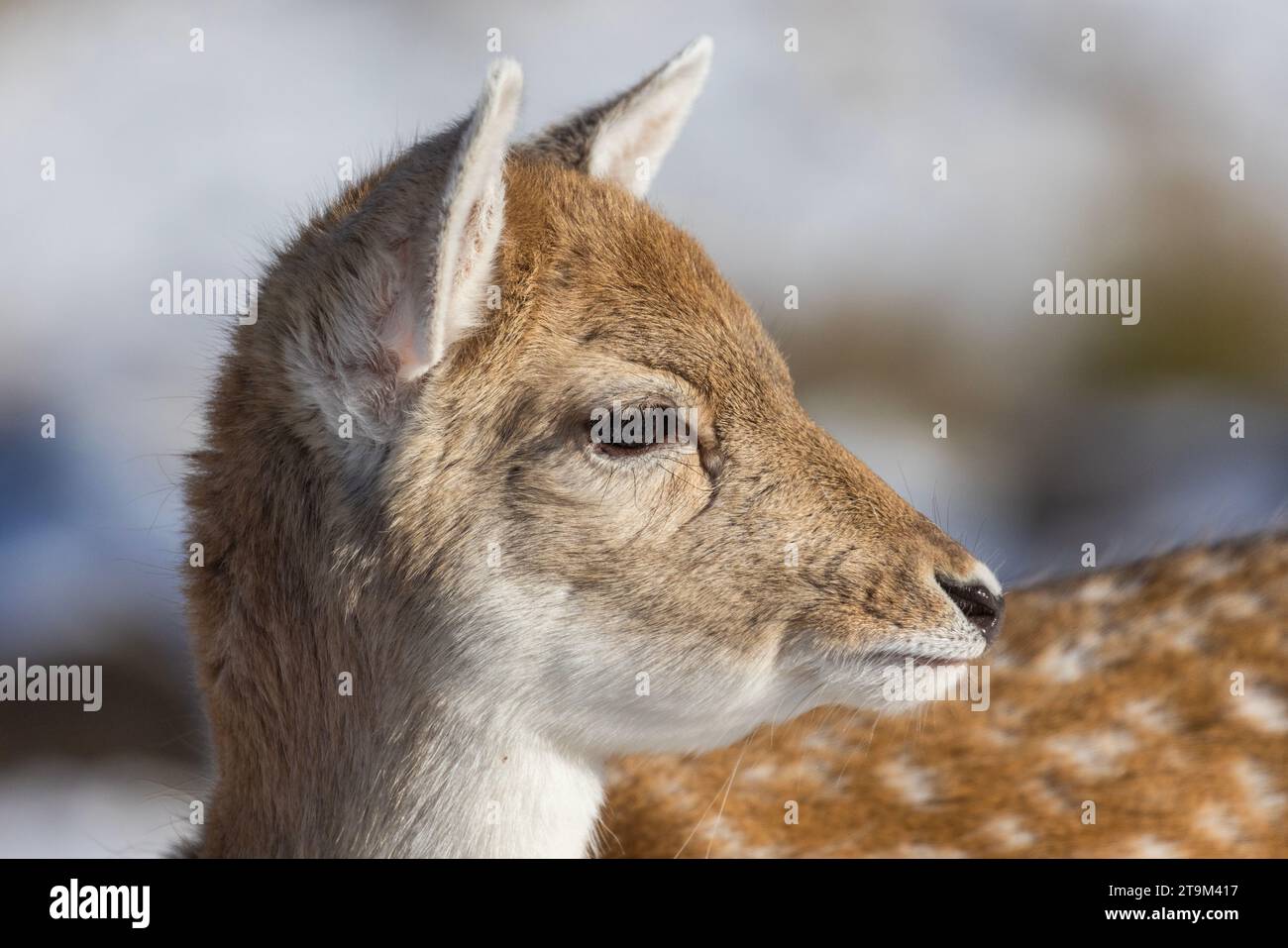 Cute baby European fallow deer (Dama dama) portrait Stock Photo - Alamy
