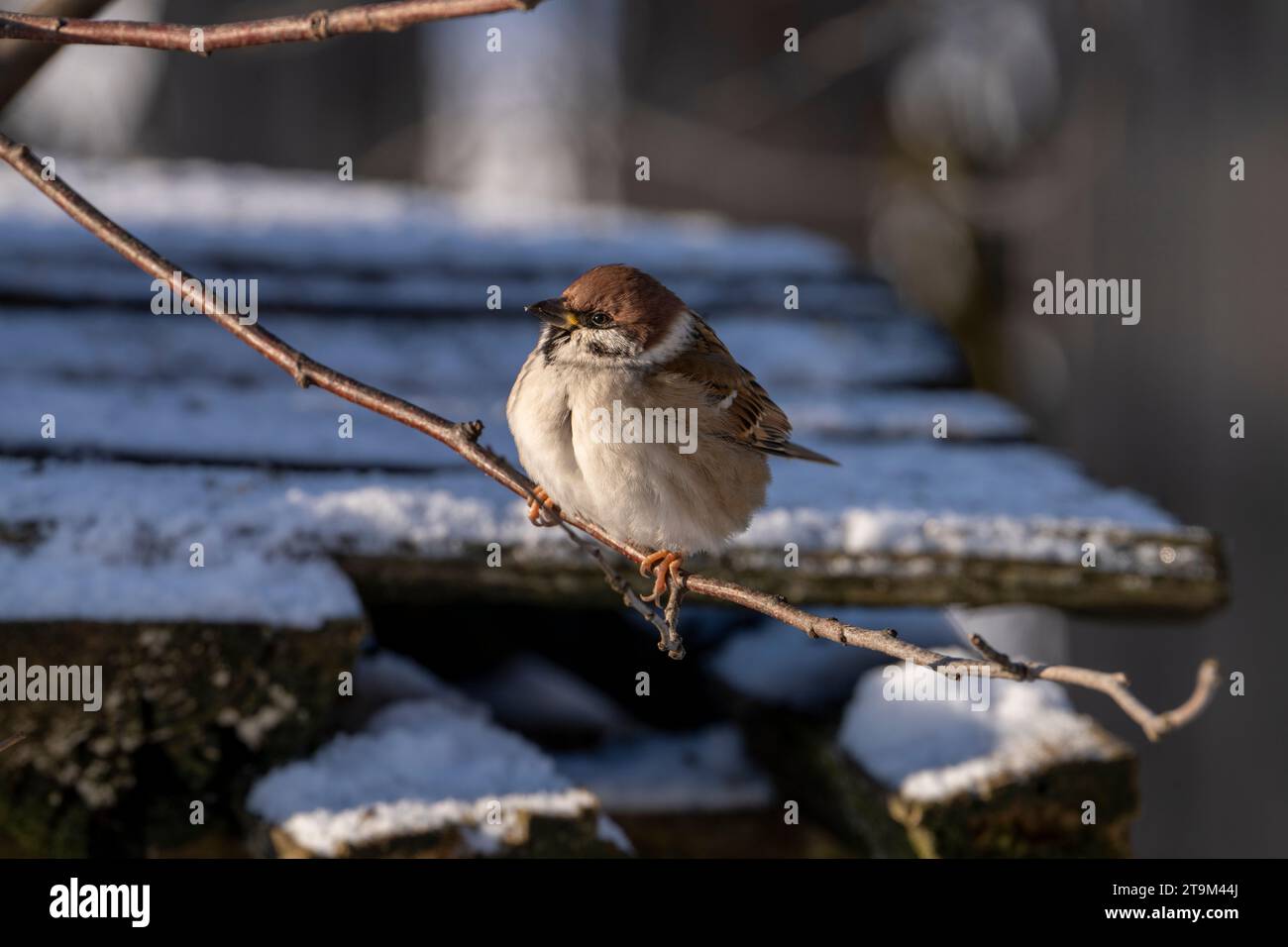 Passer montanus Family Passeridae Genus Passer Eurasian tree sparrow ...