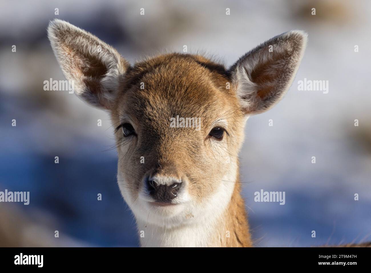 Cute baby European fallow deer (Dama dama) portrait Stock Photo - Alamy