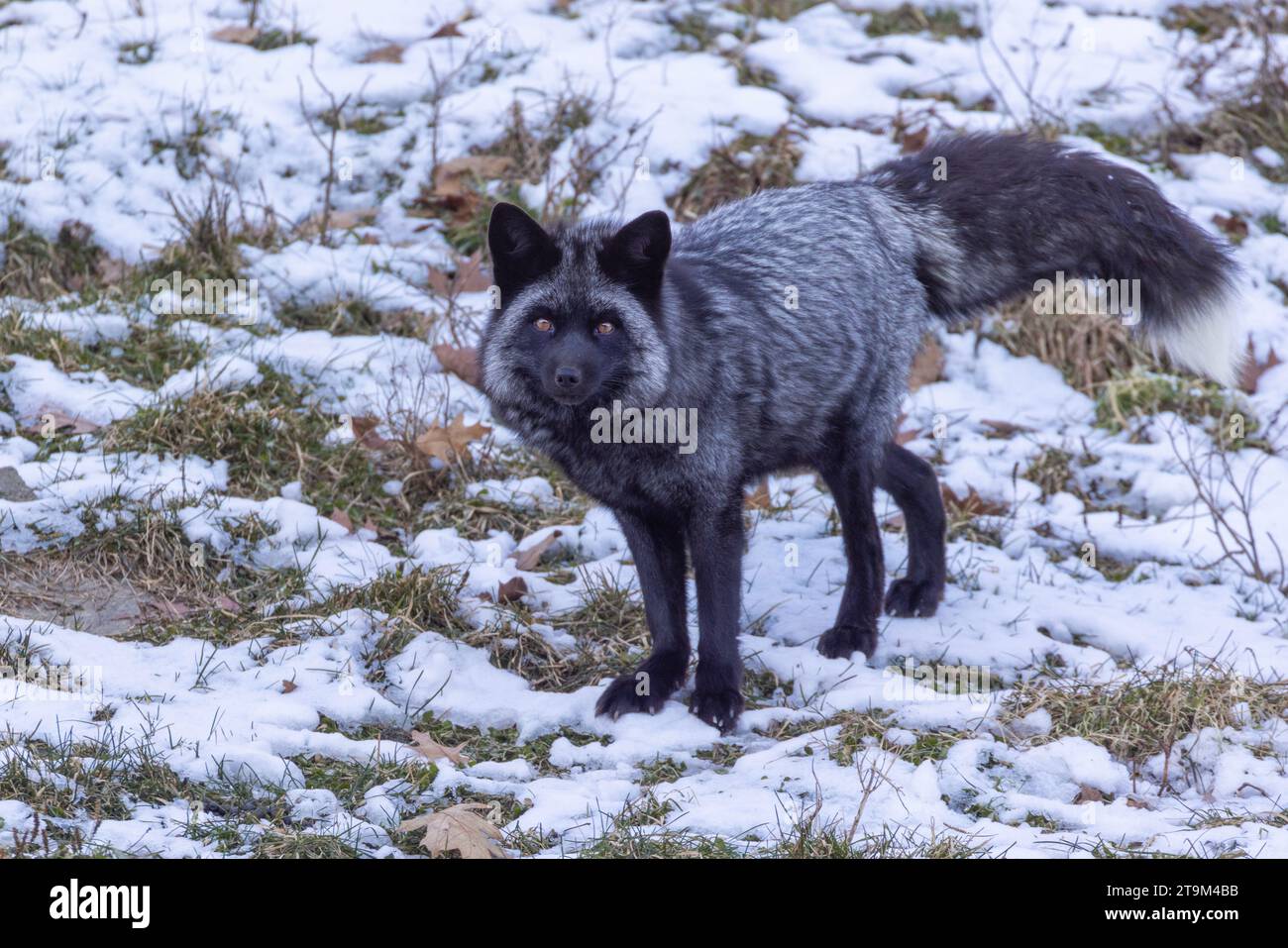 Silver fox, black fox or blue fox is a melanistic form of the red fox ...