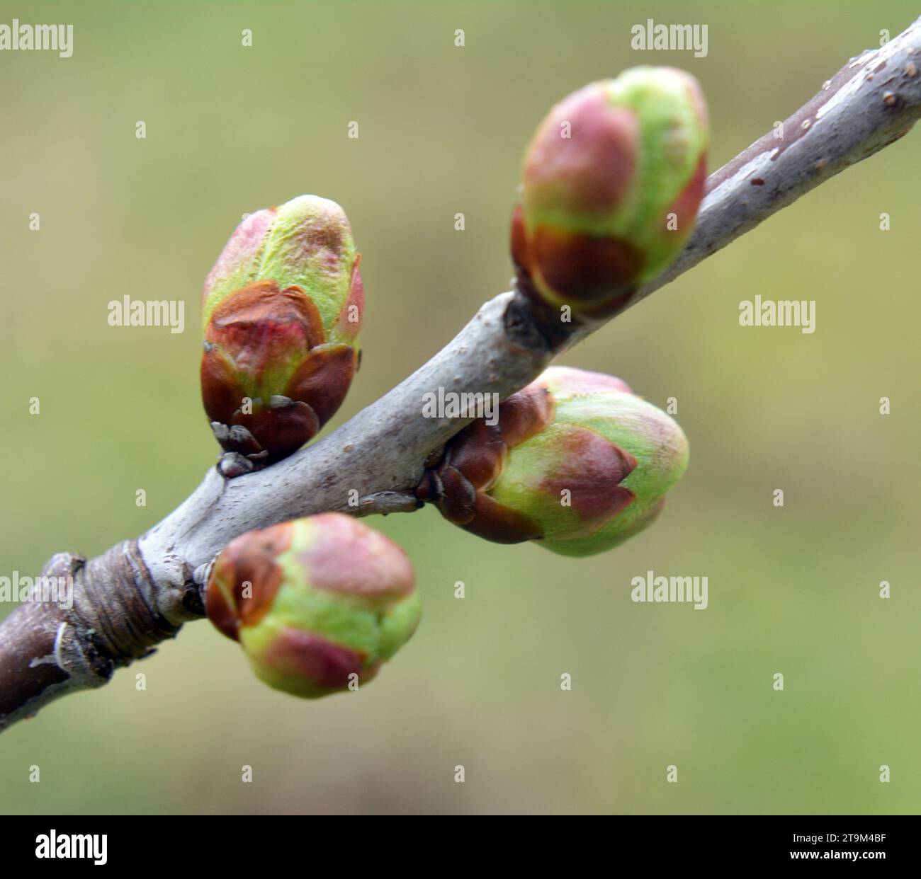 Swollen buds hi-res stock photography and images - Alamy