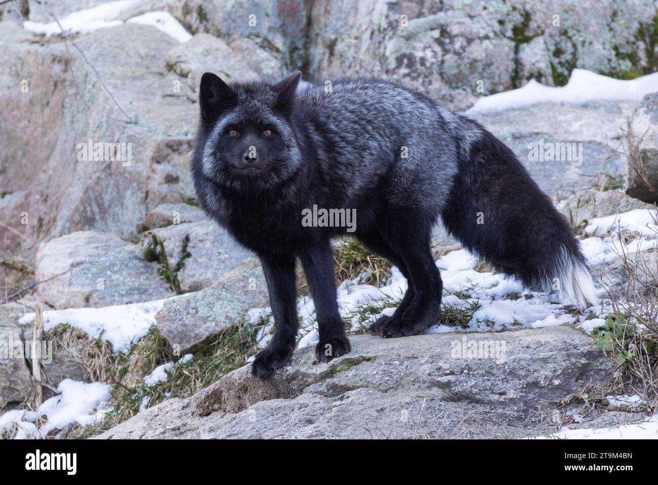 Silver fox, black fox or blue fox is a melanistic form of the red fox ...