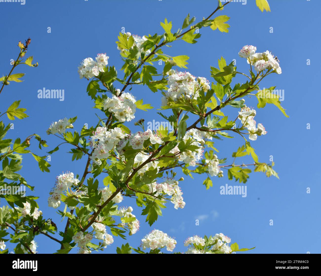 In spring, a hawthorn (Crataegus) bush blooms in nature Stock Photo - Alamy