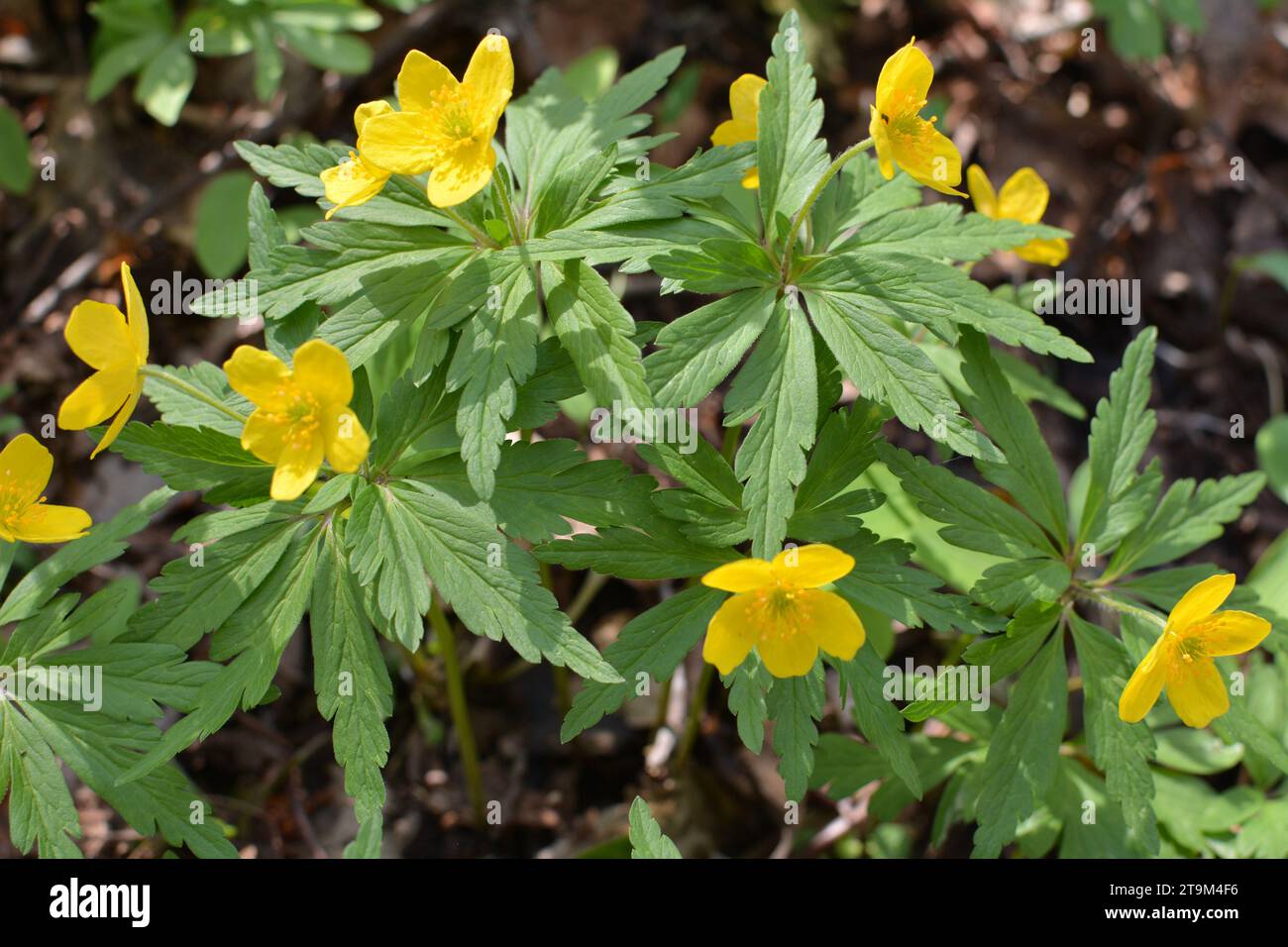 In the spring in the wild forest blooms anemone yellow (Anemone ...