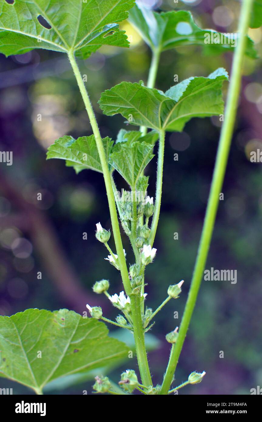 Botany malva pusilla hi-res stock photography and images - Alamy