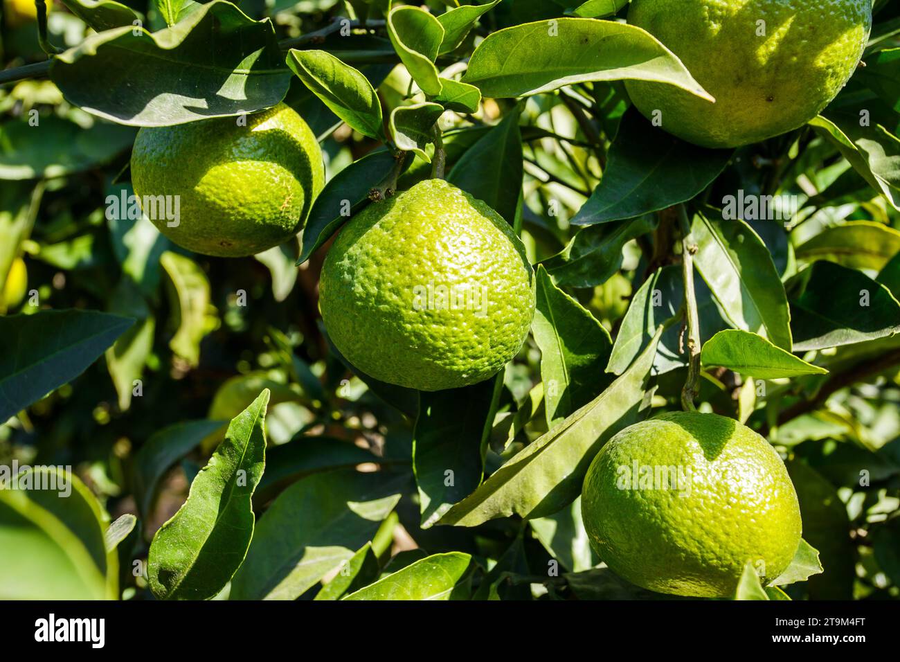 Green tangerines, unripe citrus fruits, grow on tree Stock Photo - Alamy