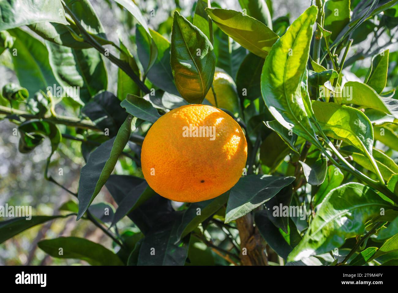 Tangerine orange ripe, grows on tree among green leaves Stock Photo - Alamy