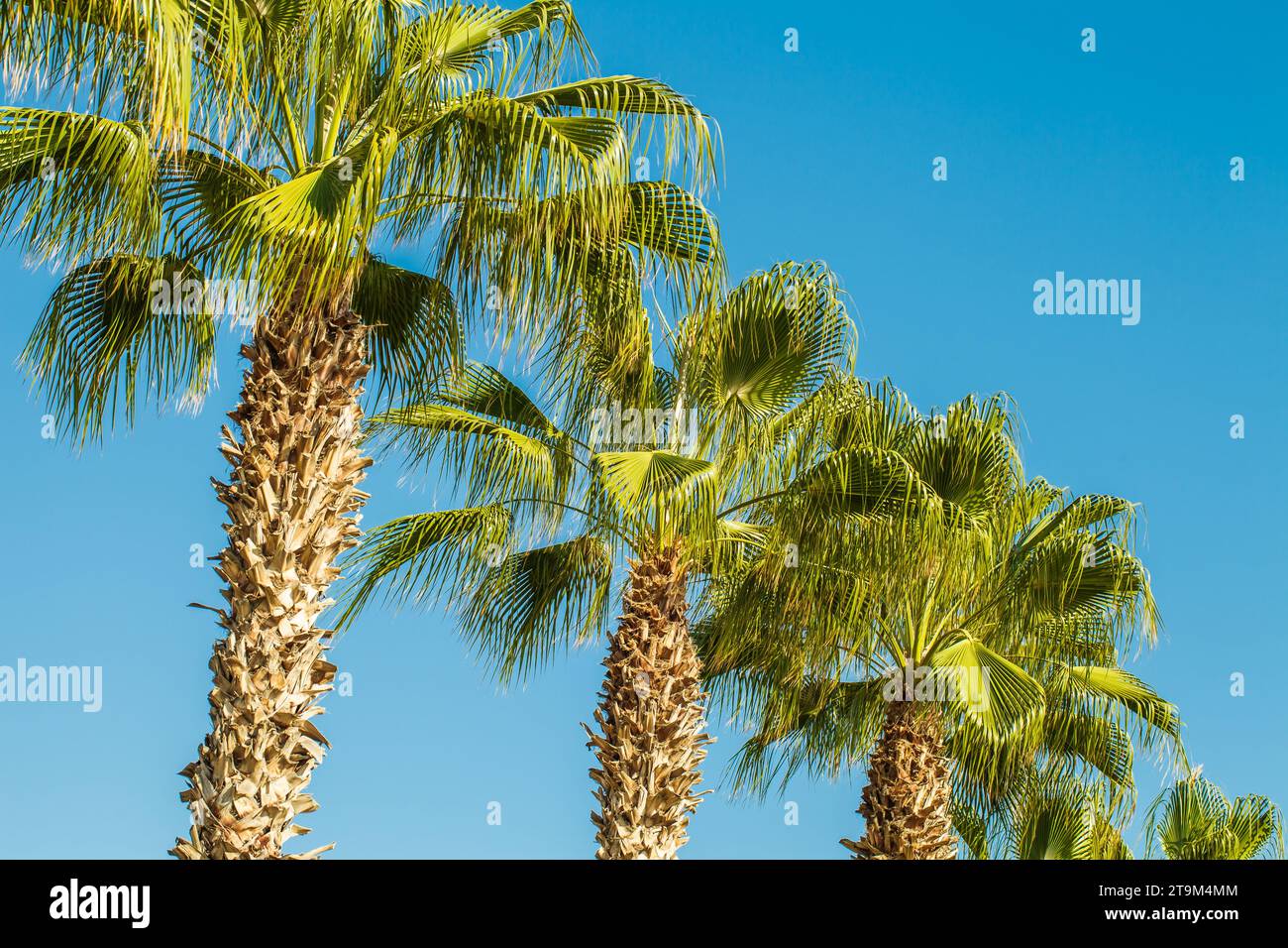 Bottom view green palms summer hi-res stock photography and images - Alamy