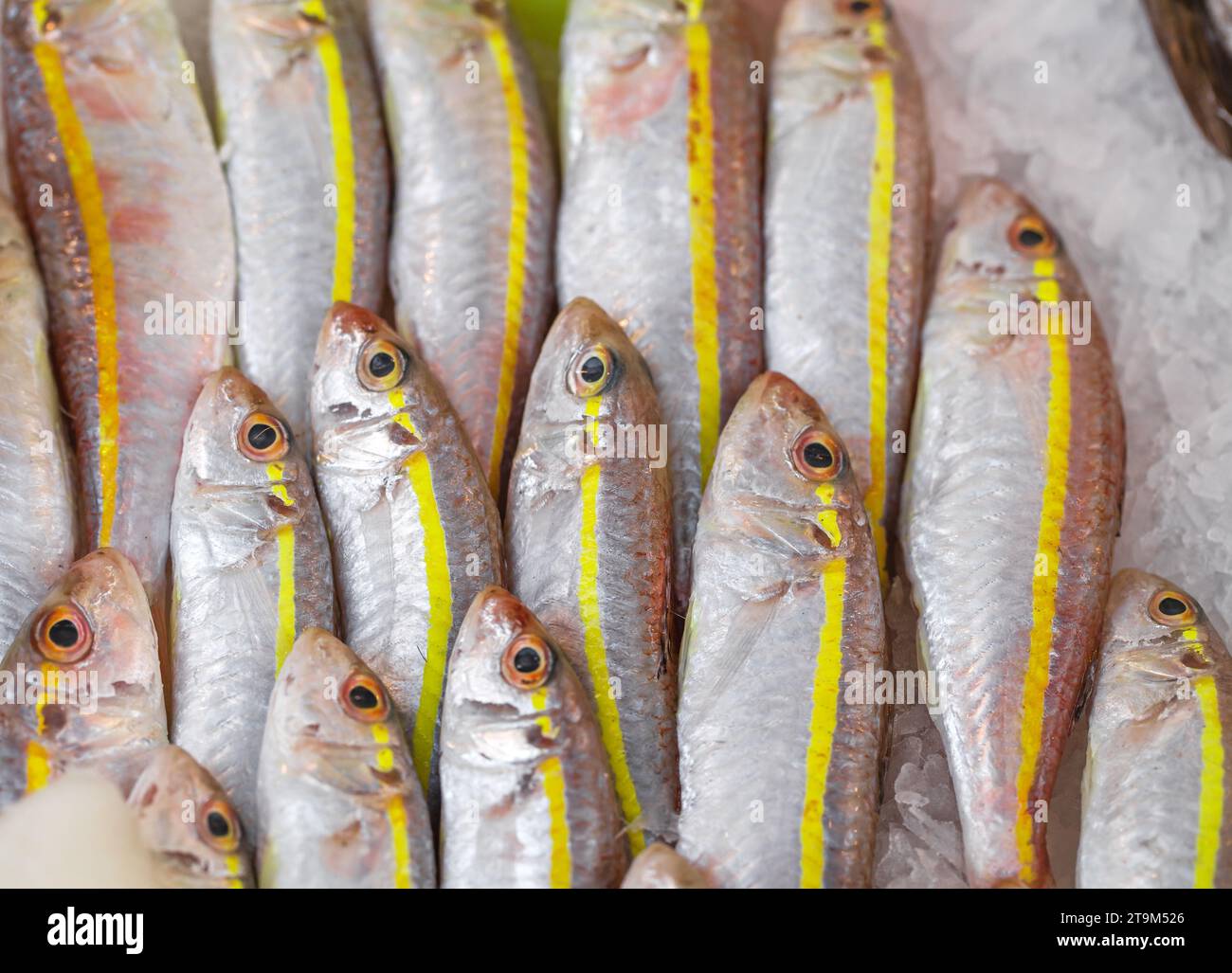 Barabula hi-res stock photography and images - Alamy