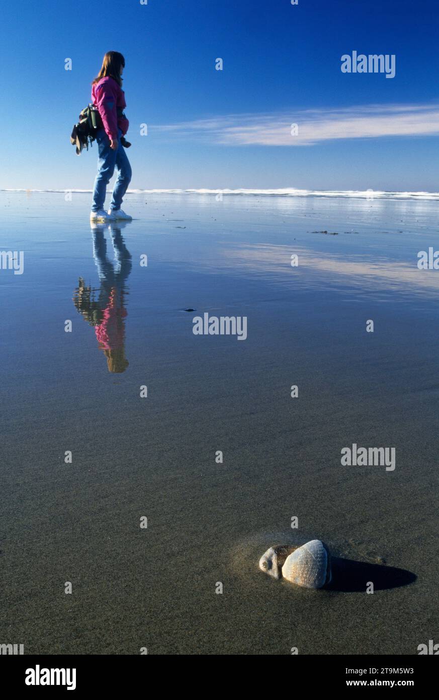 Fossil seashell, South Beach State Park, Oregon Stock Photo - Alamy