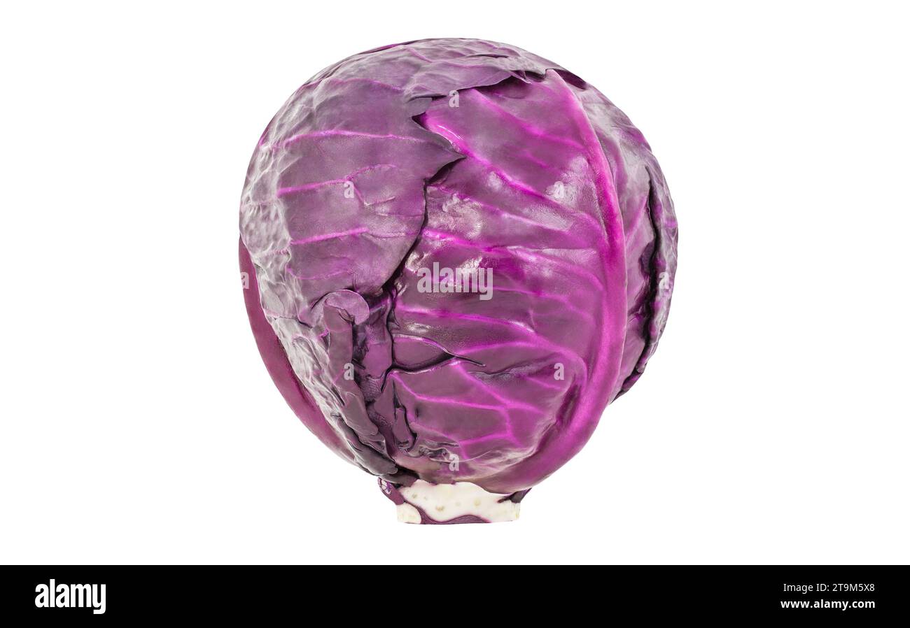 Red cabbage, whole one, isolated on a white background with clipping path, element of packaging ...
