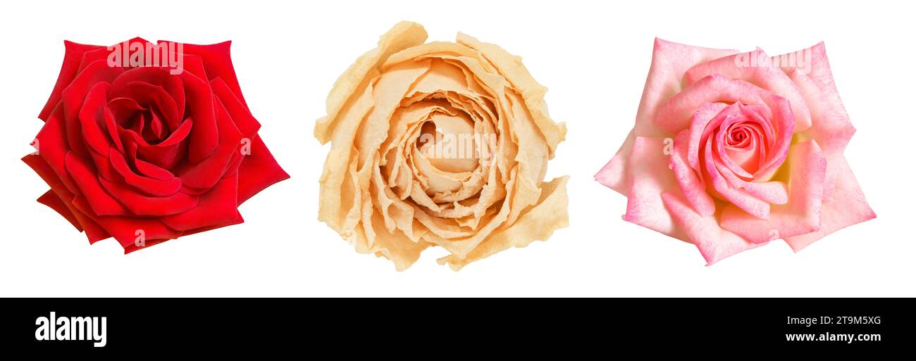 Pink roses bouquet background set Cut Out Stock Images & Pictures - Alamy