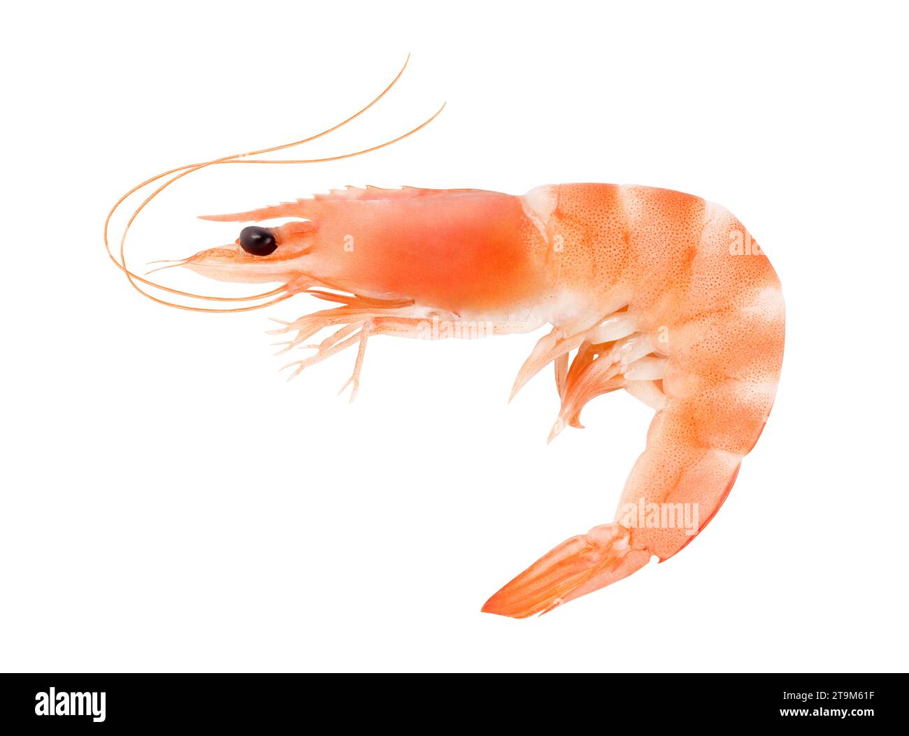 Shrimp whole unpeeled, cooked isolated on a white background with ...