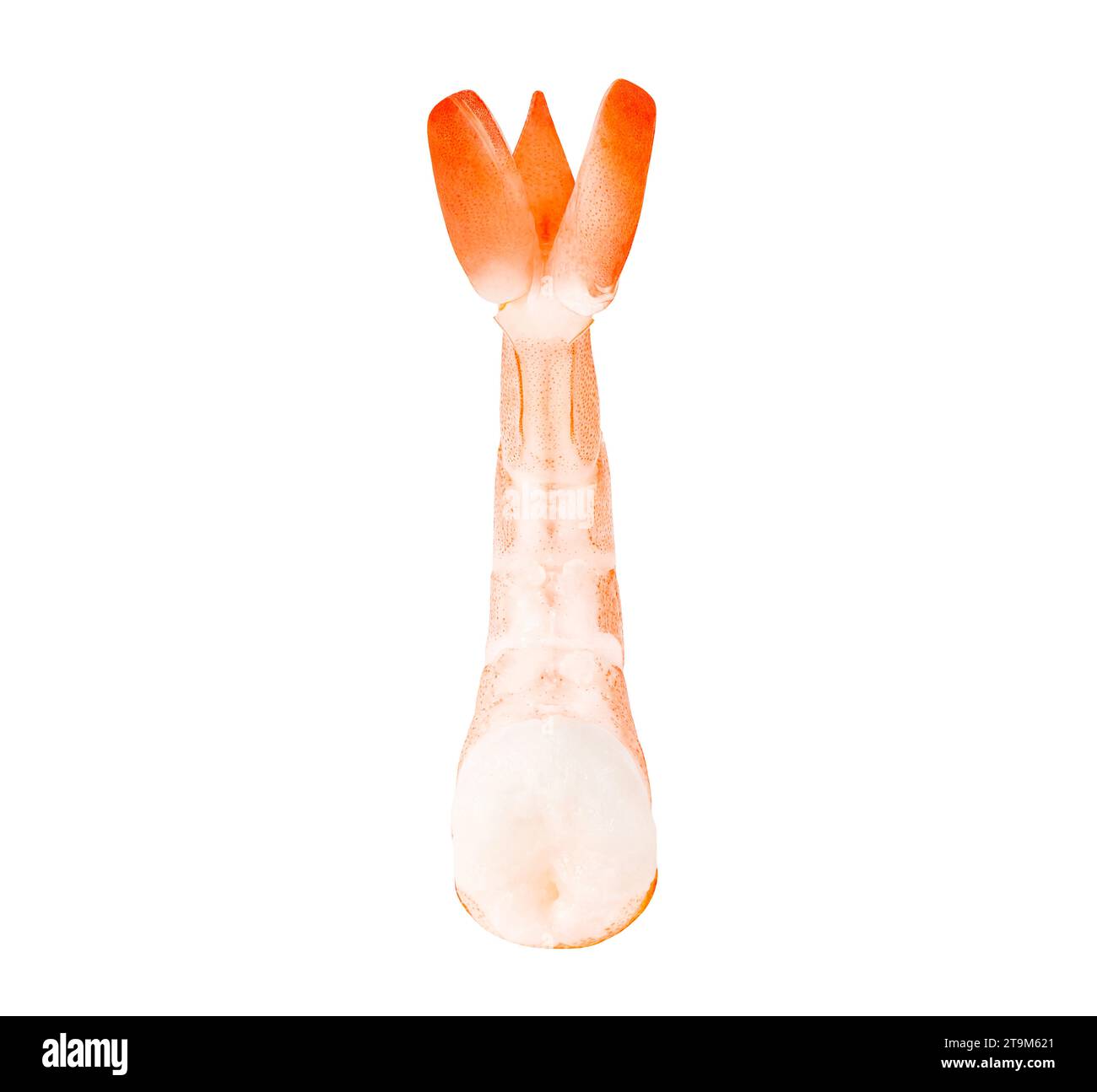 Shrimp one, prawn cooked isolated on white background with clipping ...