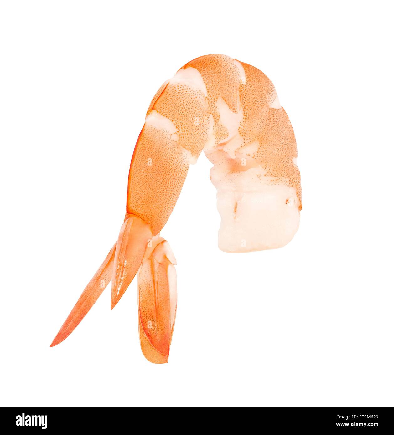Shrimp one, prawn cooked, view from the back isolated on white ...