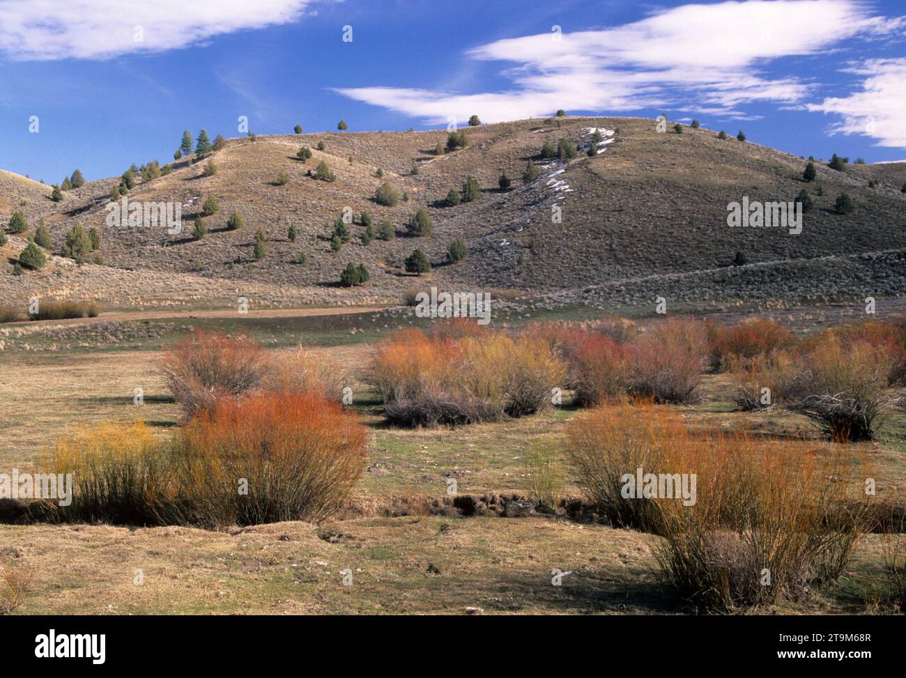 Willows on pine creek hi-res stock photography and images - Alamy