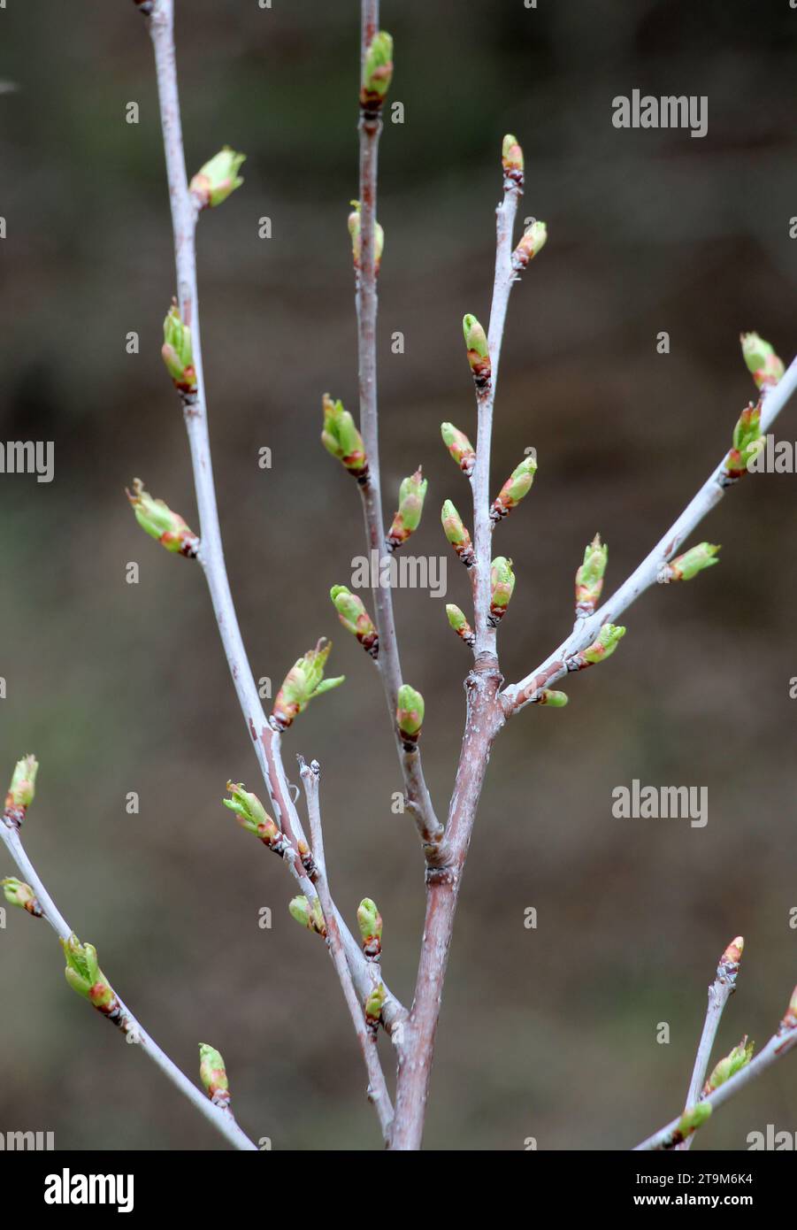 Swollen buds hi-res stock photography and images - Alamy