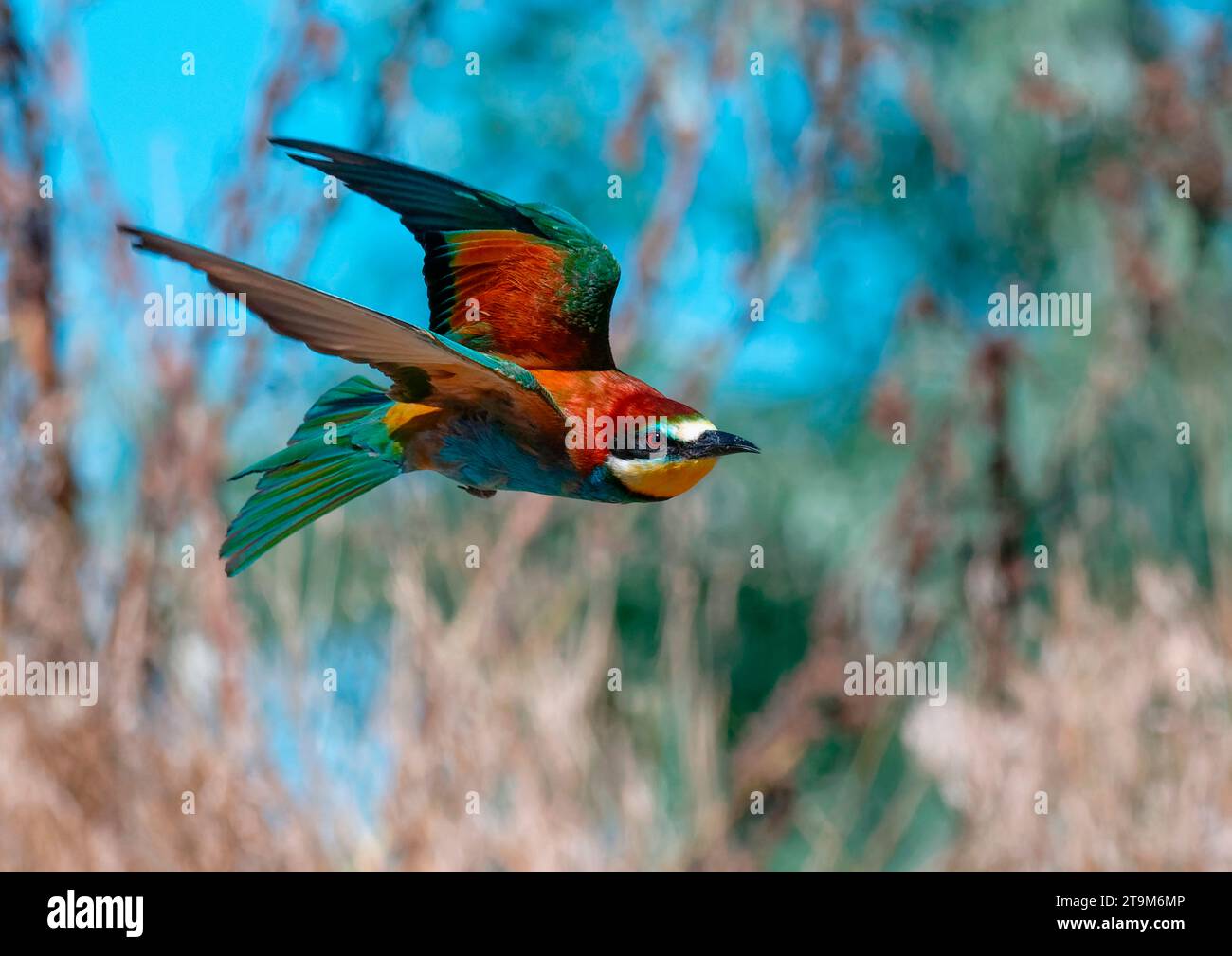 Side view of bird flying hi-res stock photography and images - Alamy