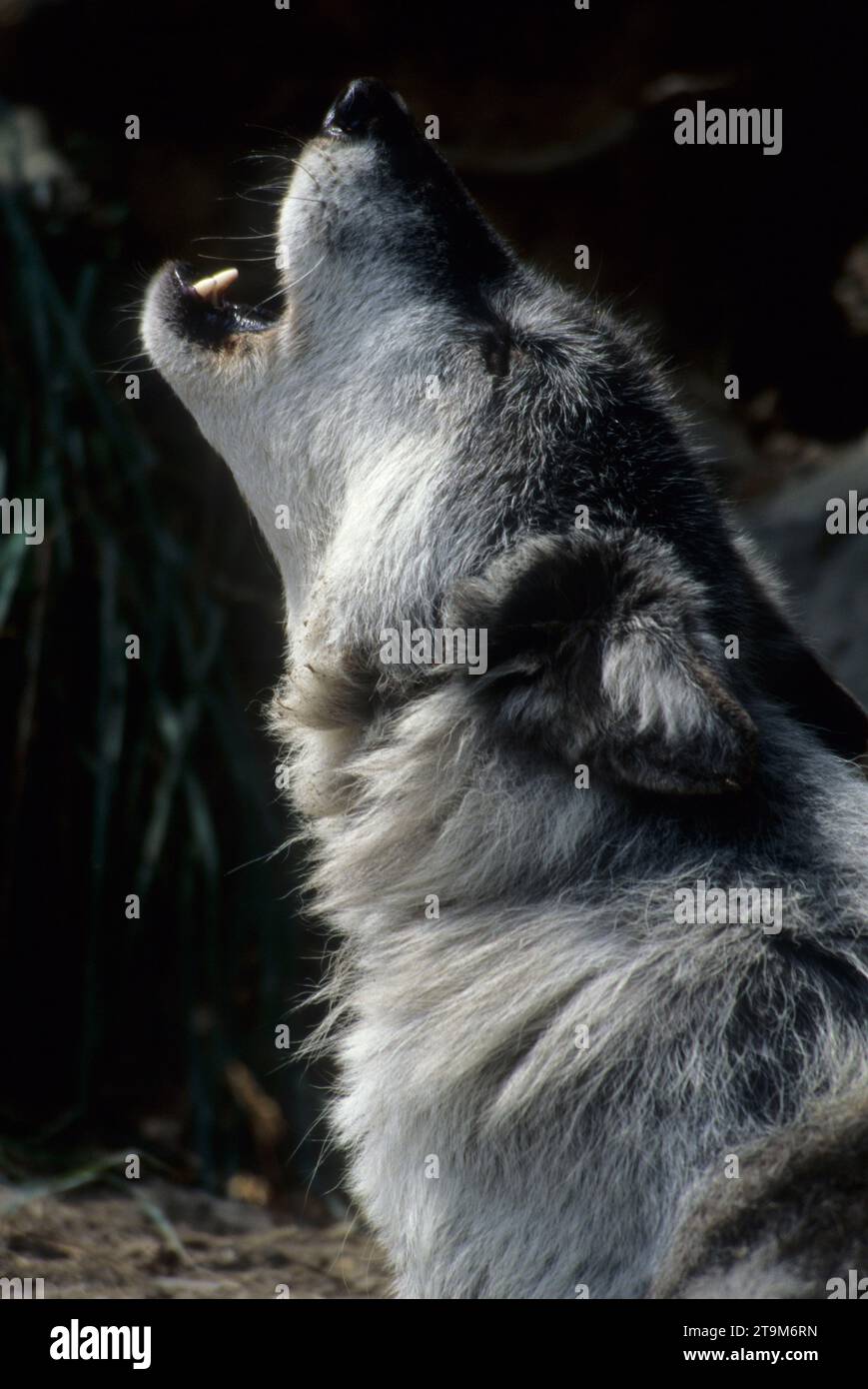 Gray wolf, Oregon Zoo, Washington Park, Portland, Oregon Stock Photo ...