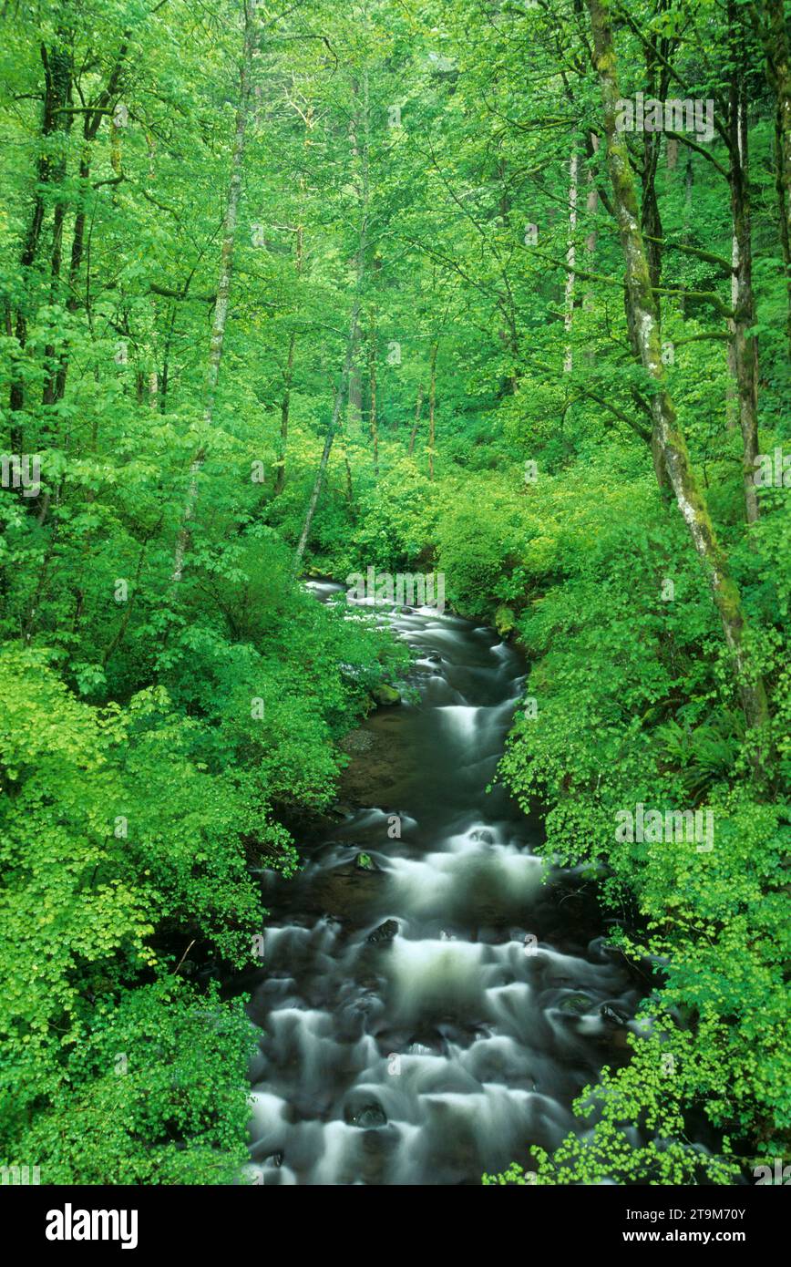 Bridal Veil Creek, Bridal Veil State Park, Columbia River Gorge ...