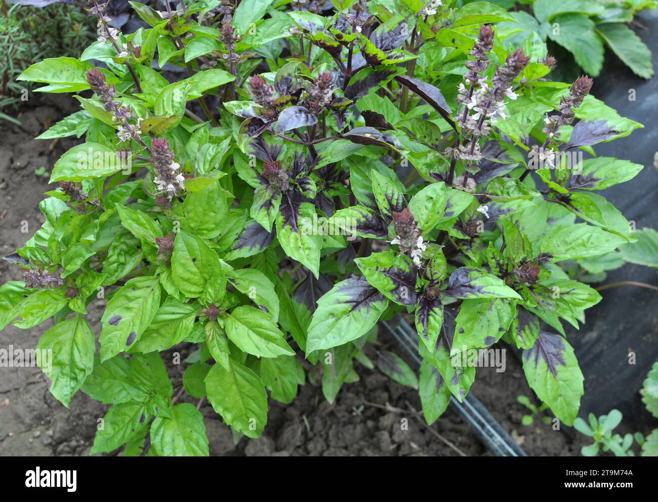 Basil grows in open ground in the garden Stock Photo - Alamy