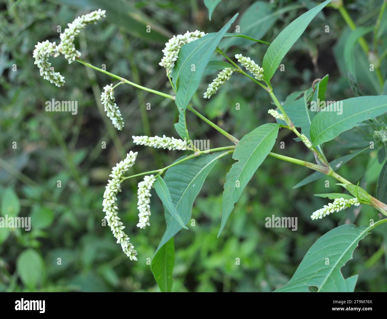 Weed Persicaria lapathifolia grows in a field among agricultural crops ...
