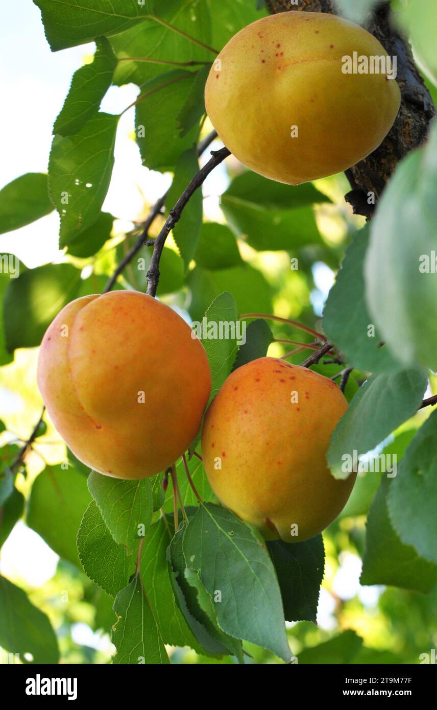 Apricots ripen on a tree branch in the orchard Stock Photo - Alamy