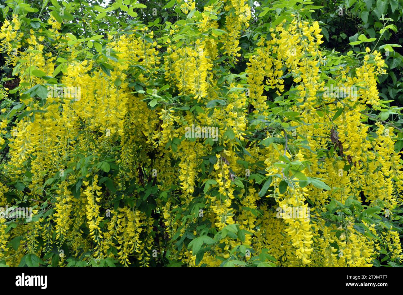 In spring, an ornamental laburnum bush blooms in nature Stock Photo - Alamy