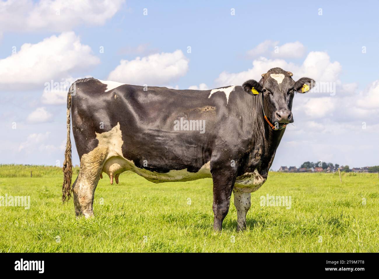 One cow full length side view in a field black and white, standing milk ...