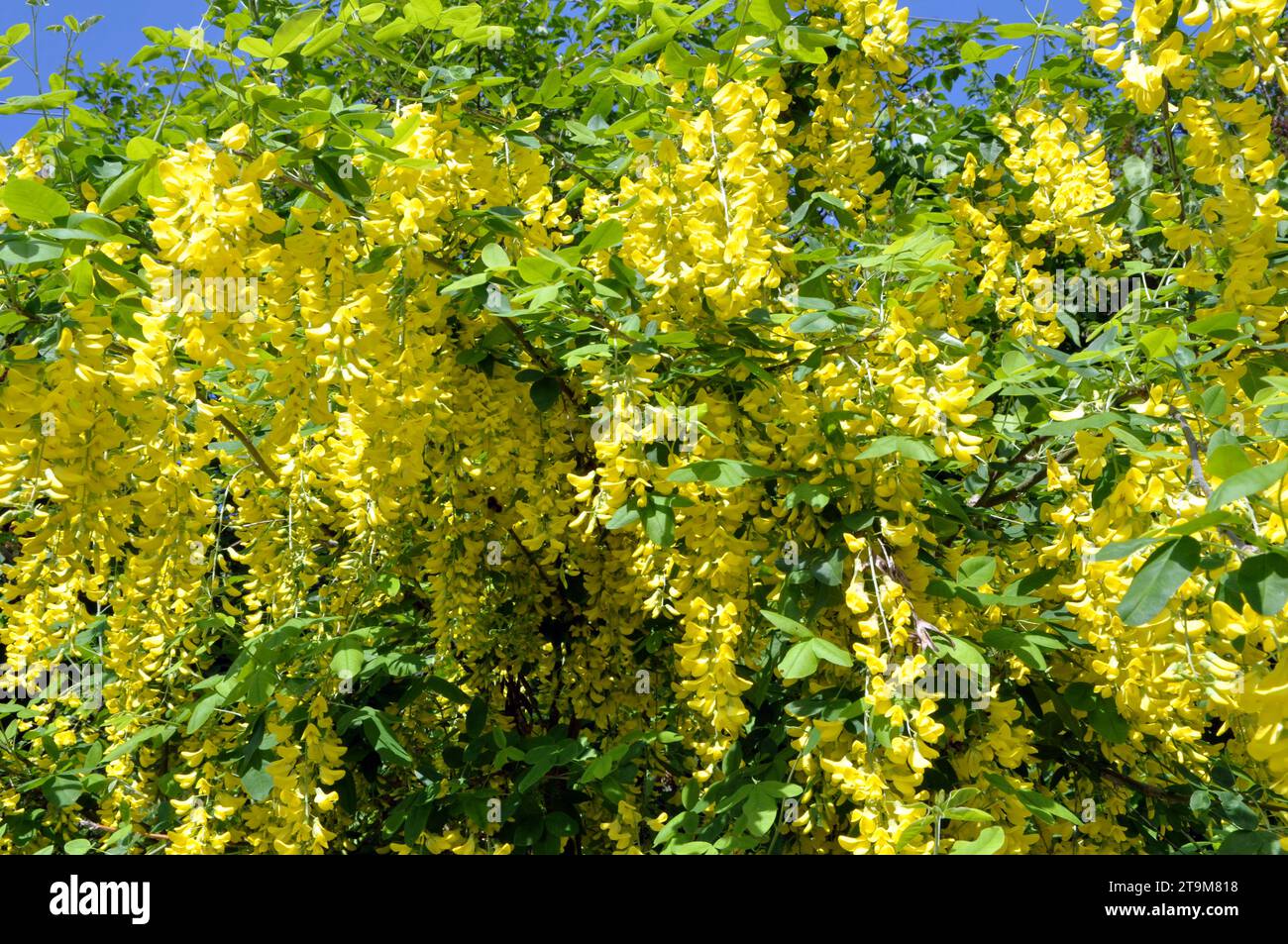 In spring, an ornamental laburnum bush blooms in nature Stock Photo - Alamy