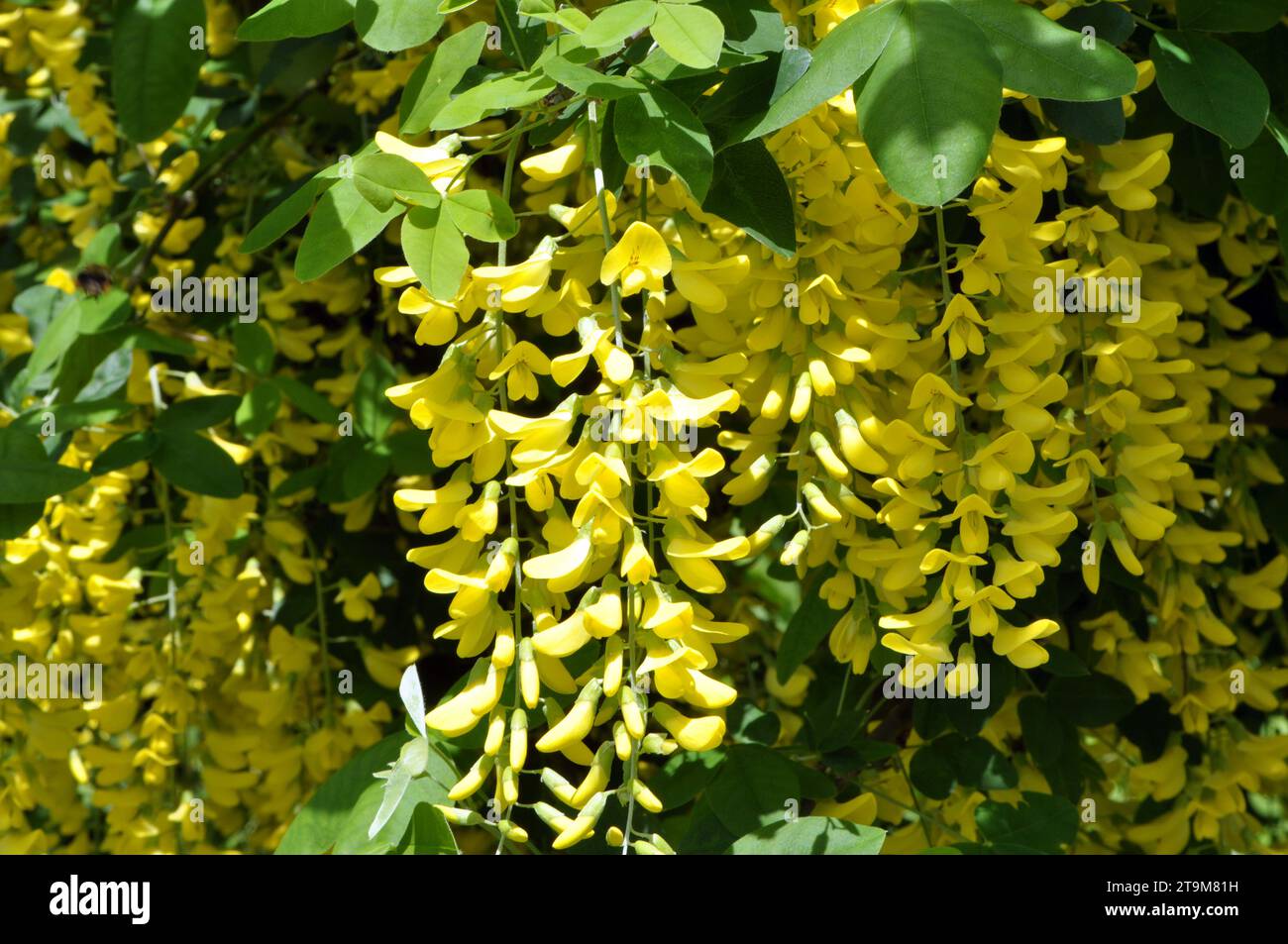 In spring, an ornamental laburnum bush blooms in nature Stock Photo - Alamy