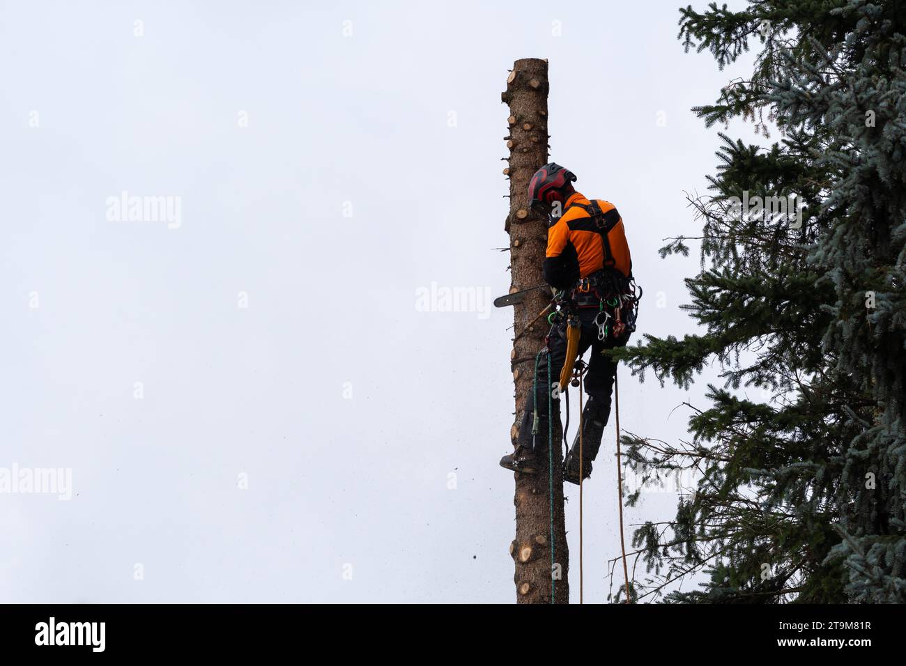lumberjack in the fir tree top, cutting down a tree Stock Photo - Alamy