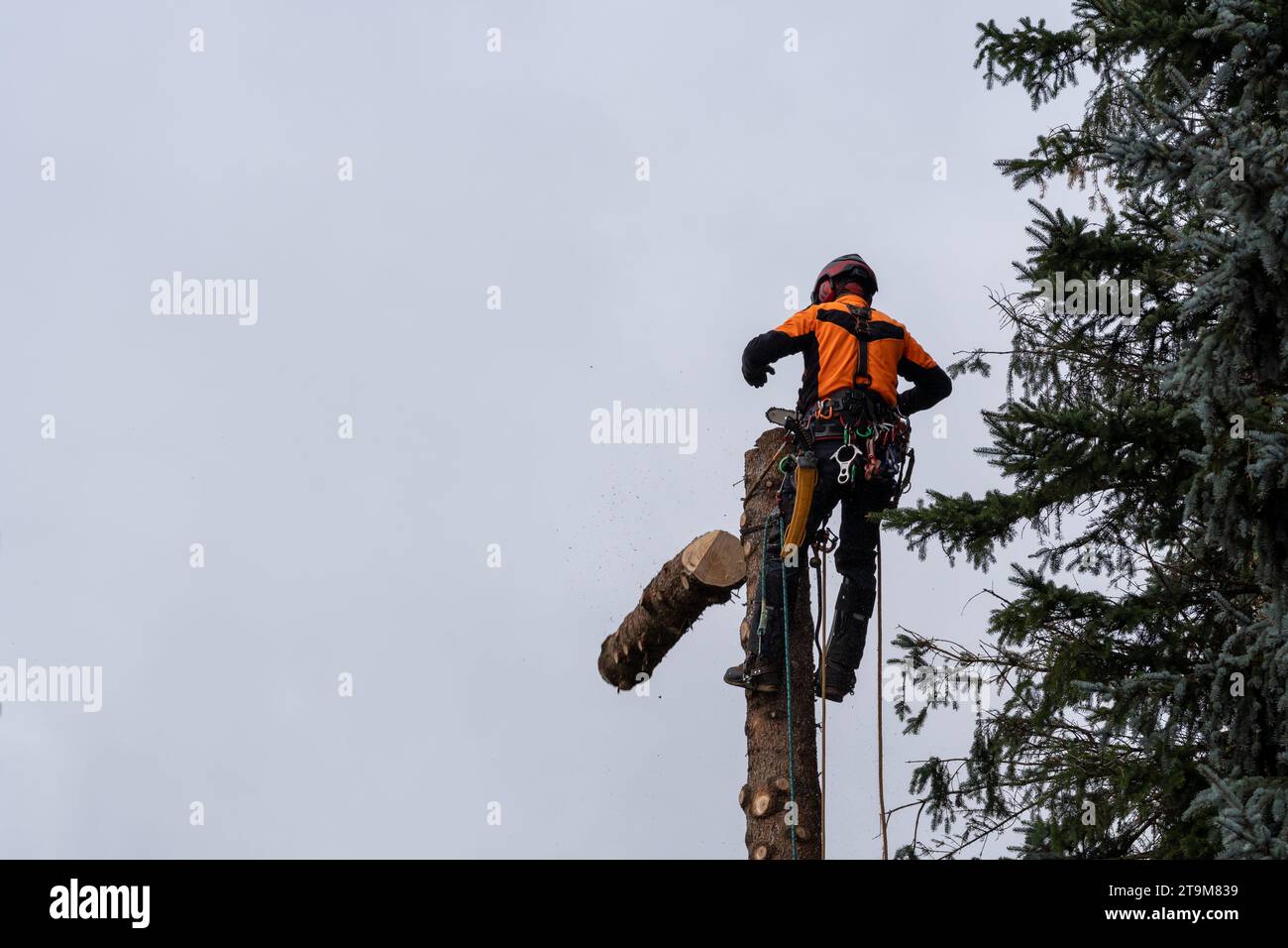 lumberjack in the fir tree top, cutting down a tree Stock Photo - Alamy
