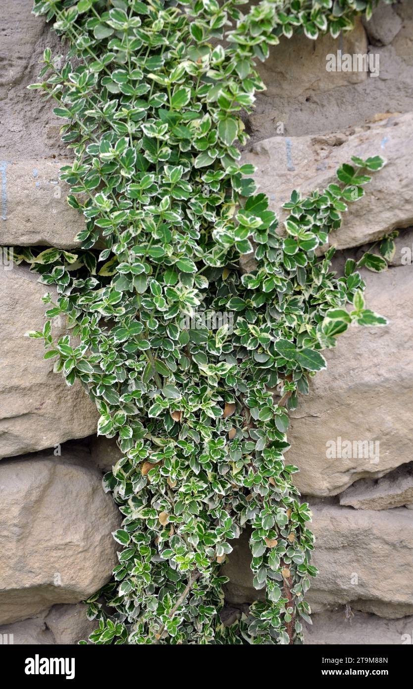 The evergreen ornamental shrub Euonymus fortunei grows in the garden ...