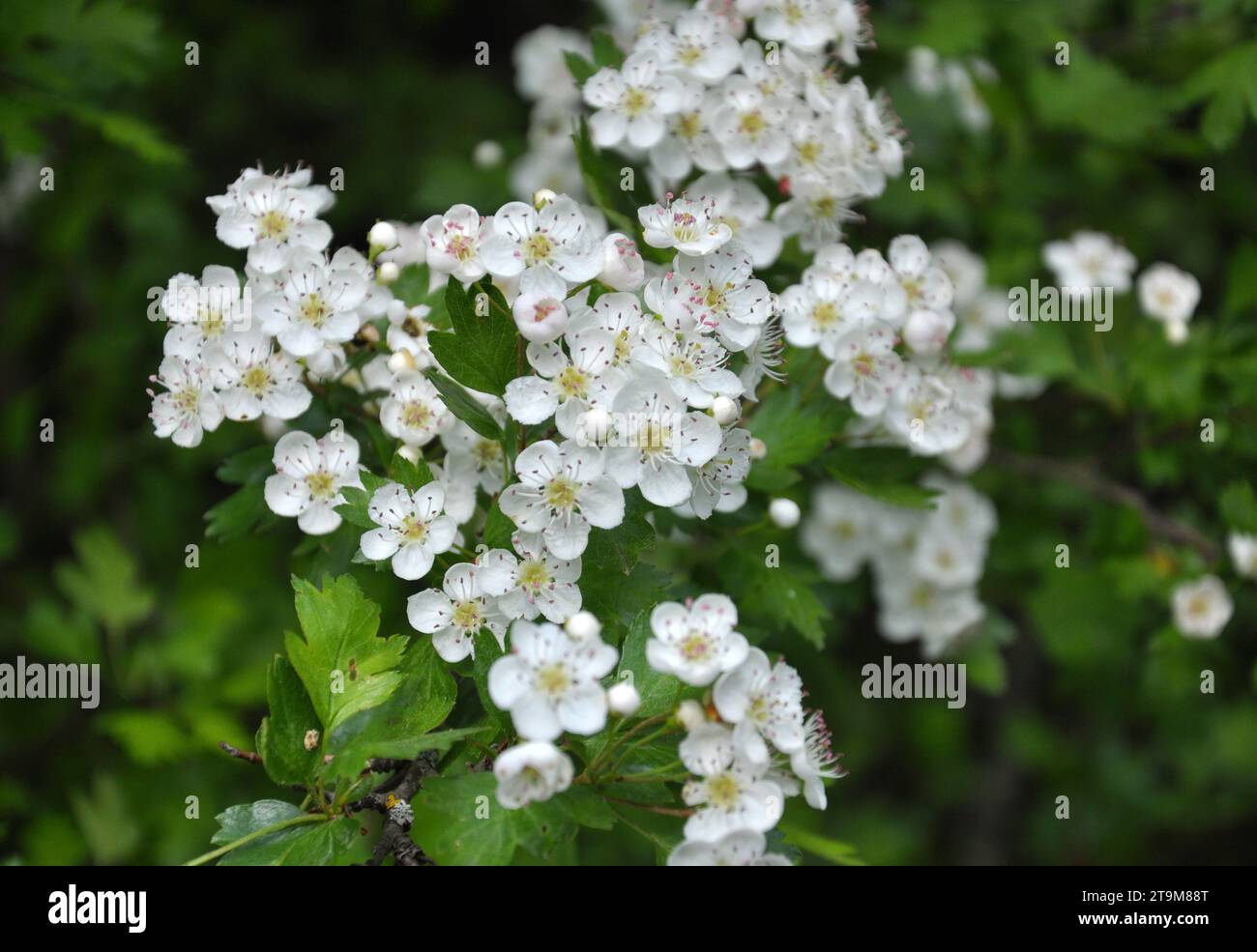 In spring, a hawthorn (Crataegus) bush blooms in nature Stock Photo - Alamy