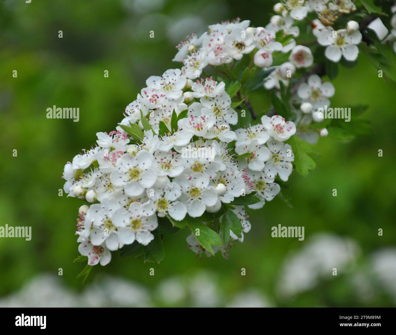 In spring, a hawthorn (Crataegus) bush blooms in nature Stock Photo - Alamy