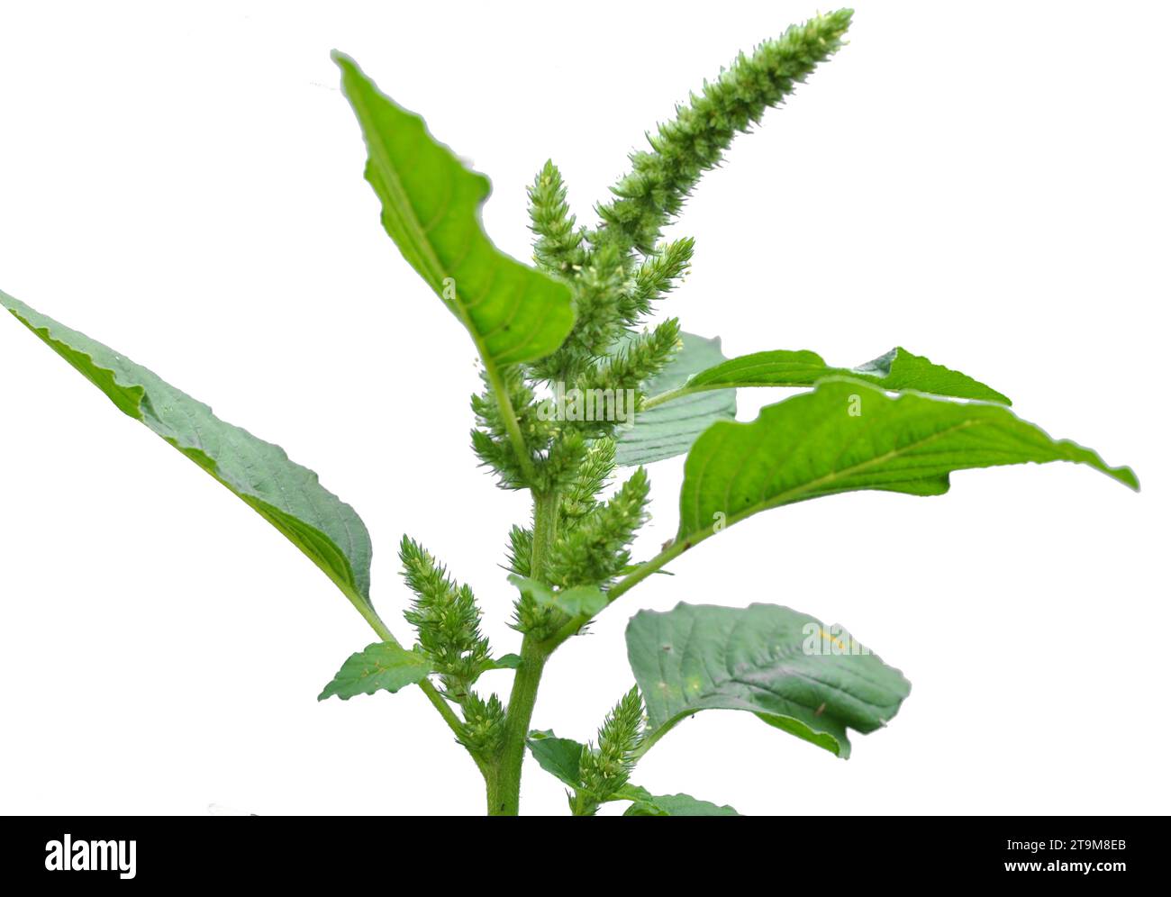 In nature, in the field, like a weed, grows common amaranthus Stock ...