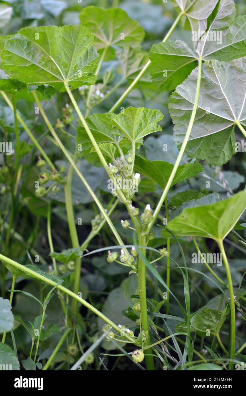 Mallow, Malva pusilla, Malva rotundifolia grows in the wild in summer ...