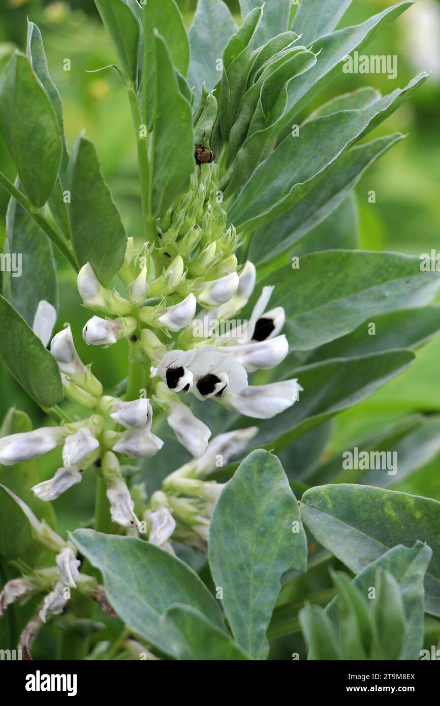 On the field at the flowering stage horse bean (Vicia faba Stock Photo ...