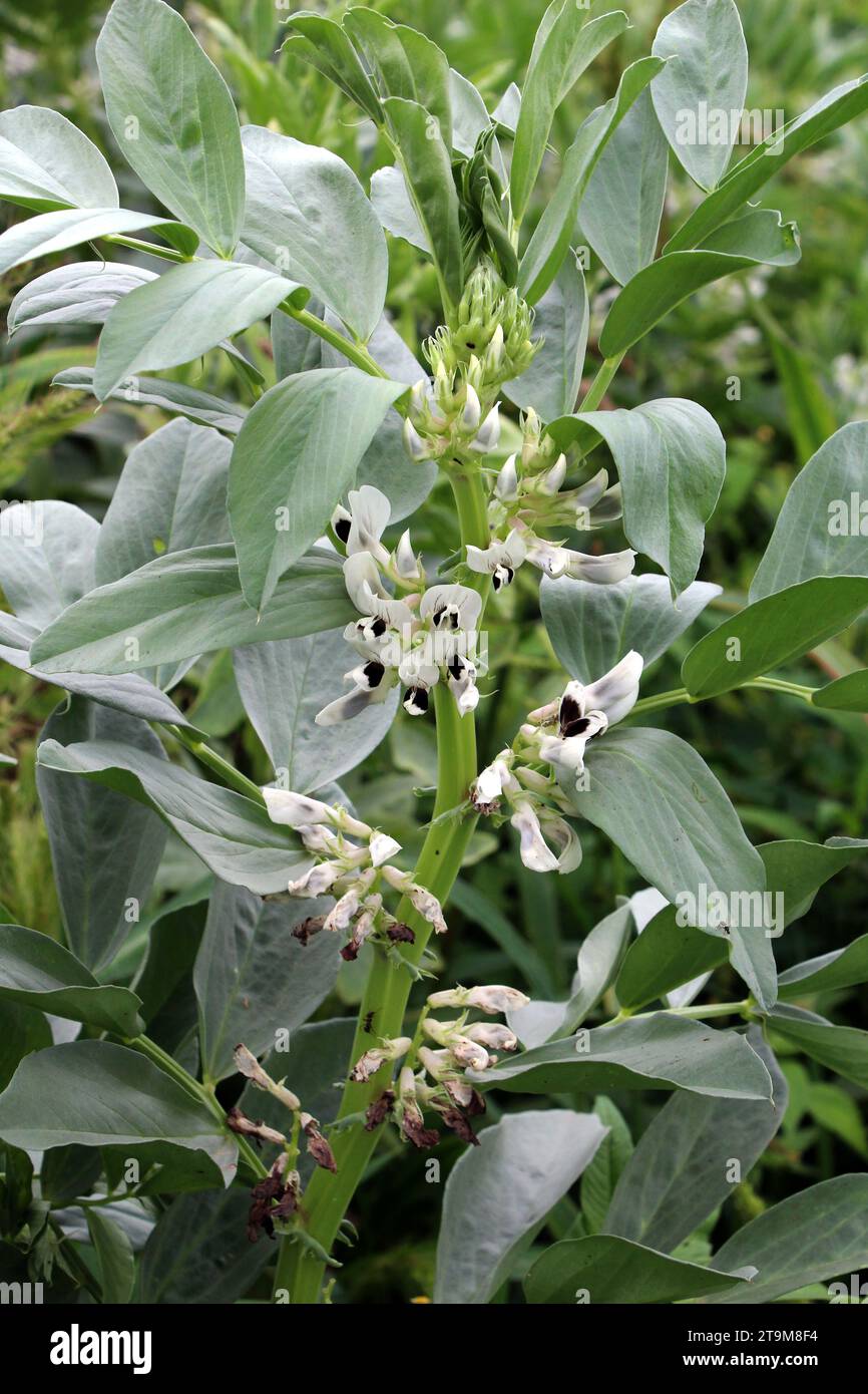 On the field at the flowering stage horse bean (Vicia faba Stock Photo ...