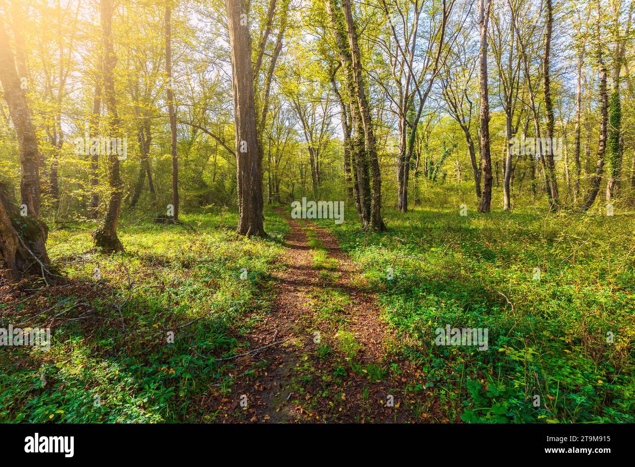 Path passing through the forest during the day Stock Photo - Alamy