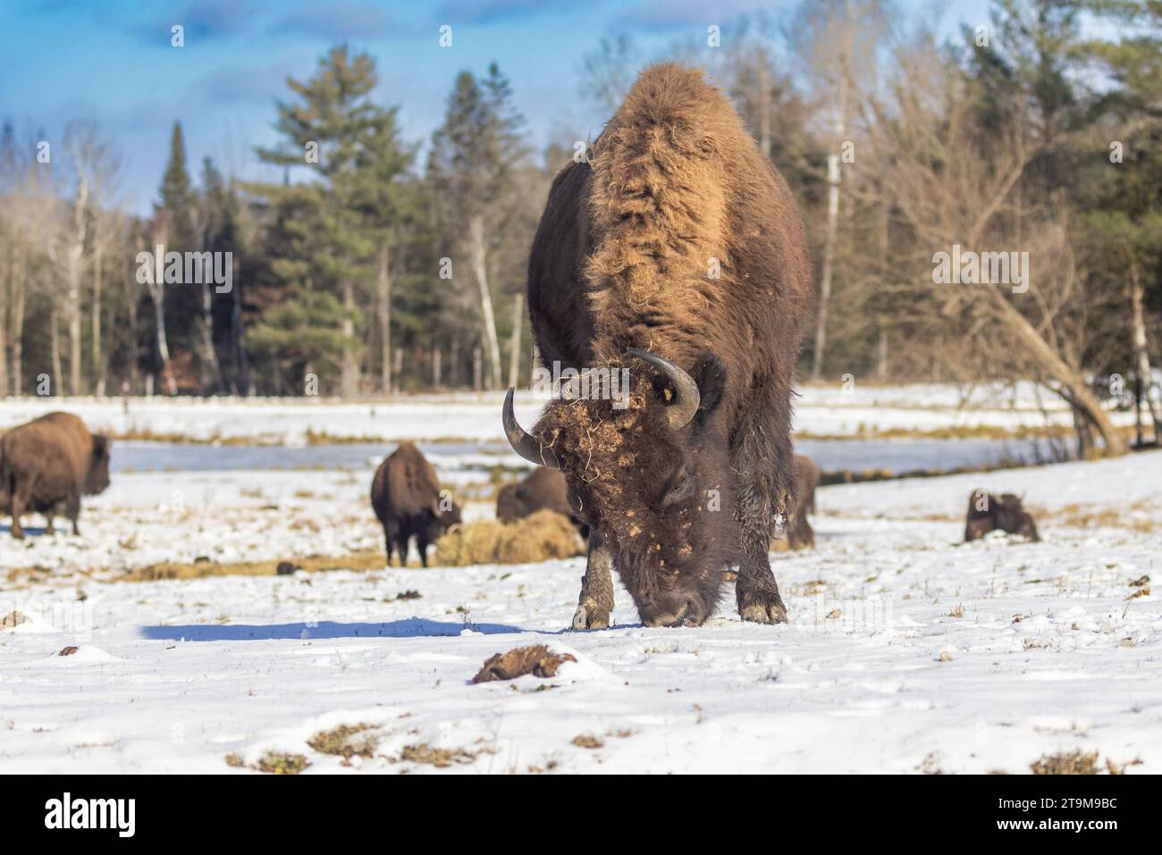 American bison (Bison bison), also called the American buffalo in winter Stock Photo - Alamy
