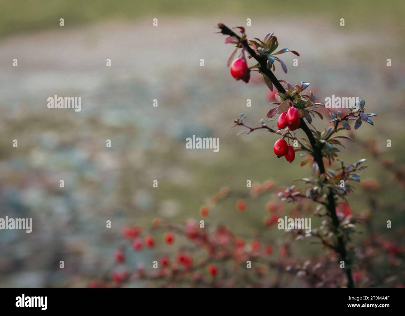 Rose hip on a branch. Winter berries. Autumn red berries in garden. Dog ...